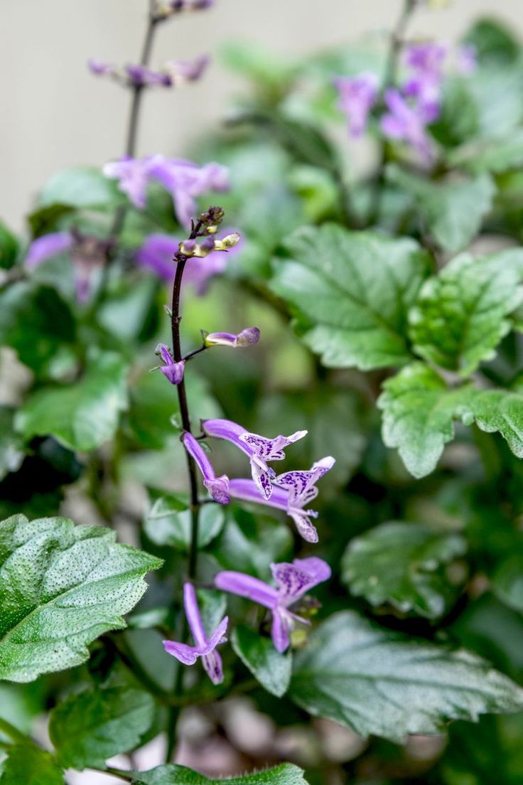 Plant 360 Nursery | Fresh Plants & Services